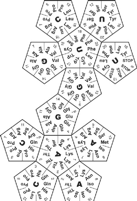 Figure 1 From Geometric Structure Of Codon Relationships Semantic Scholar