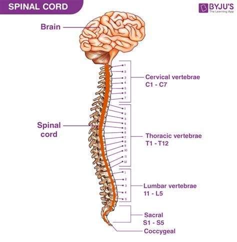 Spinal Cord Diagram Spinal Cord Anatomy Royalty Free Vector Image