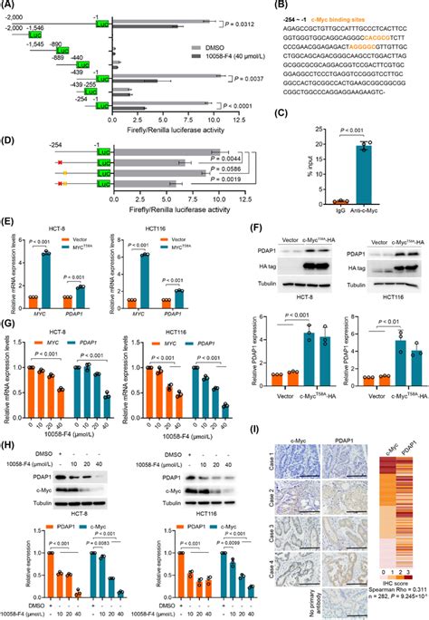 C‐myc Directly Transactivates Pdap1 In Crc A Schematic Download