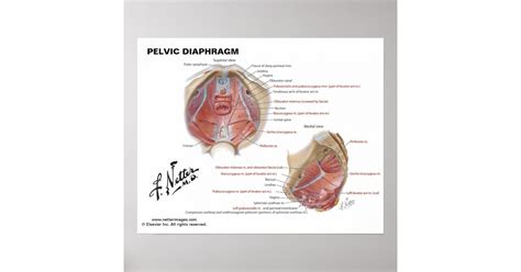 Poster Diafragma Pelvic De Netter Gráfico Rotulado Zazzle Brasil