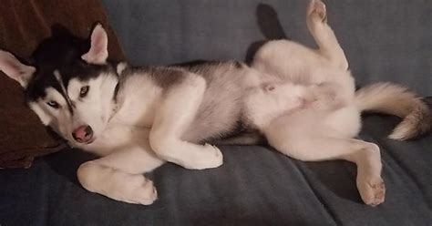 Nsfw Husky Album On Imgur