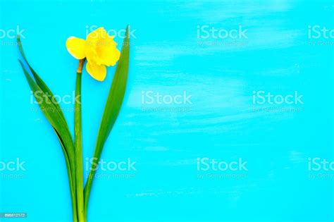 텍스트 위한 공간을 가진 파란 그려진된 나무 판자에 봄 노란 수 선화 공란에 대한 스톡 사진 및 기타 이미지 공란 기념일