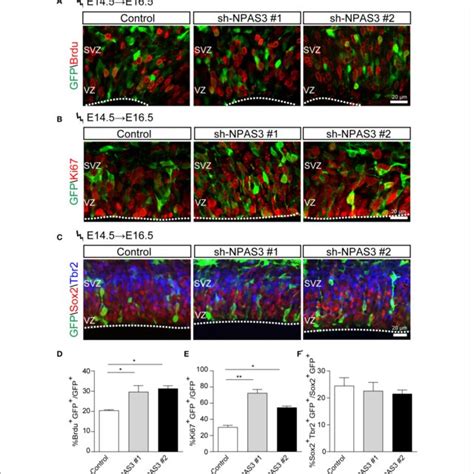 Figure Npass Knockdown Aaected The Laminar Fate Of Cells Detained In