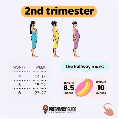 Stages Of Pregnancy First Second And Third Trimester