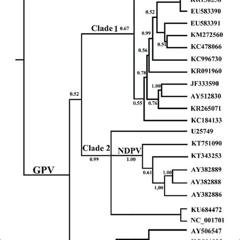 bayesian markov chain monte carlo tree of the waterfowl parvovirus download scientific
