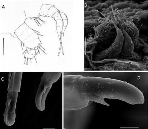 Siphonophora Setaepromissa Sp Nov Non Type Specimen A Male Download Scientific Diagram Siphonophora Setaepromissa Sp Nov Non Type Specimen A Male Download Scientific Diagram