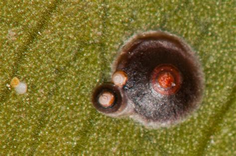 Черные жучки и другие вредители комнатных цветов Способы профилактики и борьбы с ними