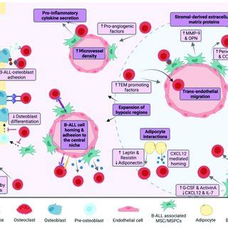 Alterations Induced In The Bone Marrow Microenvironment By B Cell Acute