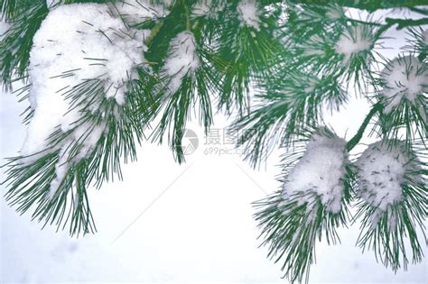 模糊的圣诞节背景雪中的树木高清图片下载 正版图片503090404 摄图网