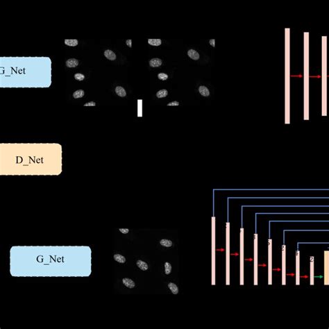 The Framework Of Cgan Model A The Training Phase Of Cgan The Download Scientific Diagram