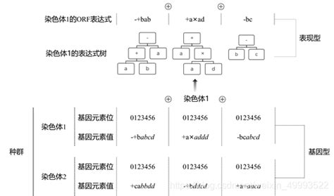 零基础入门进化算法(基因表达式编程)gep的基因有基因型和表现型两种表现形式 基因表达式编程 Csdn博客 零基础入门进化算法(基因表达式编程)gep的基因有基因型和表现型两种表现形式 基因表达式编程 Csdn博客