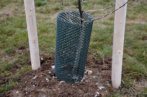7 Tips On Protecting Your Trees From Deer And Co Existing In Peace