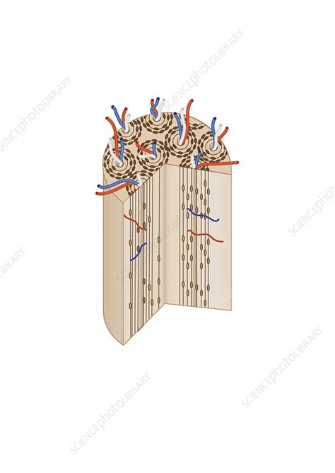 Compact Bone Illustration Stock Image C054 6287 Science Photo Library