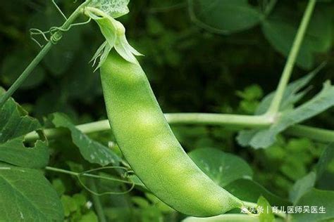 每天晚上吃的好食物美白护肤去除皱纹身体变轻盈 东方养生频道 东方养生