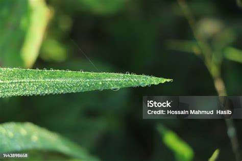 이슬이 맺힌 신선한 푸른 잔디가 Auttum과 Bokeh에 햇빛에 떨어집니다 추상적인 흐릿한 배경 자연 배경입니다 텍스처 복사