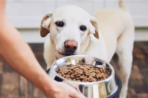 Cum Să Alegi Mâncarea Pentru Câini Libertatea