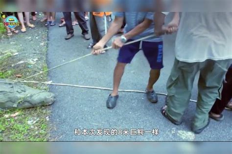 8米巨鳄有多可怕？印尼男子遭8米巨鳄活吞，搜救3天后找到碎尸