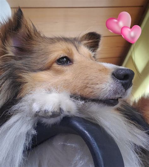 かしまし娘 Gracevivianmamaのブログ