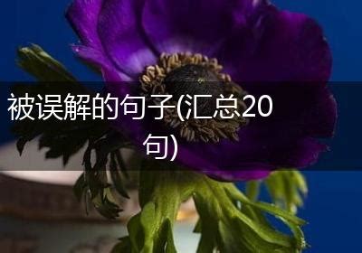 被误解的句子 汇总20句