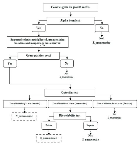 Streptococcus Pneumoniae Identification Procedures Download Scientific Diagram