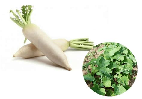 Navet Mini Mottes à Repiquer 863 Cfa Jardin Du Sénégal