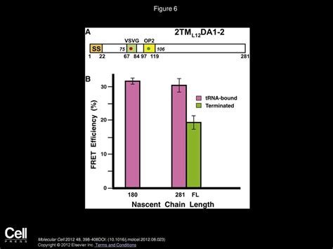Membrane Protein Tm Segments Are Retained At The Translocon During