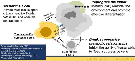 Metabolic Control Of T Cell Differentiation During Immune Responses To Cancer Immunopaedia