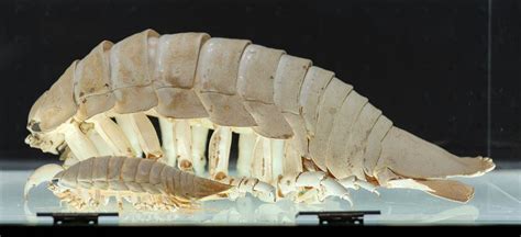 New Giant Isopod Species Named After Darth Vader Discovered Off Vietnam