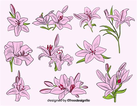 Lily Vector Free Download