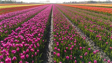 봄철에는 네덜란드 플레볼란트에서 활기찬 튤립 밭이 만개합니다 0명에 대한 스톡 사진 및 기타 이미지 0명 개화기 계절 Istock