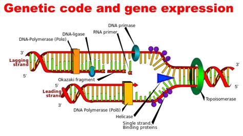 Solution Genetic Code And Gene Expression Medicalgenetics Genetics