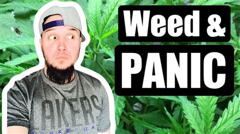 Weed And Panic Attacks How To Make Them Stop Youtube