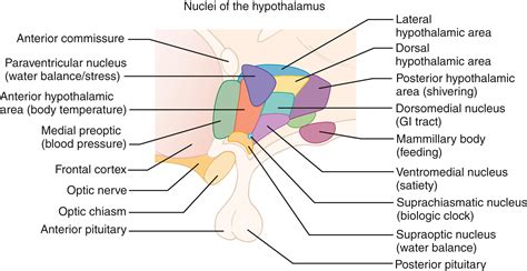 Heat Illness Clinical Tree