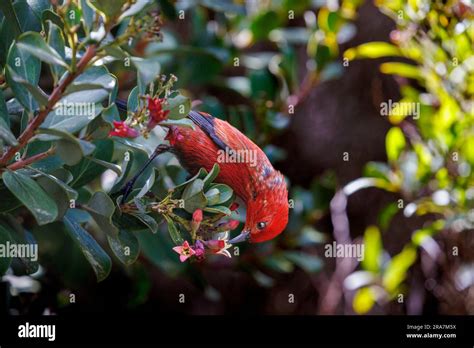 An Apapane Bird Himatione Sanguinea An Endemic Species Of Hawaiian