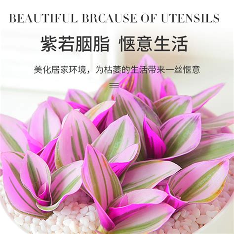 油画婚礼吊兰盆栽进口新品紫露草锦三色露莎室内好养网红植物花卉 爱鉴花 智能清新生活