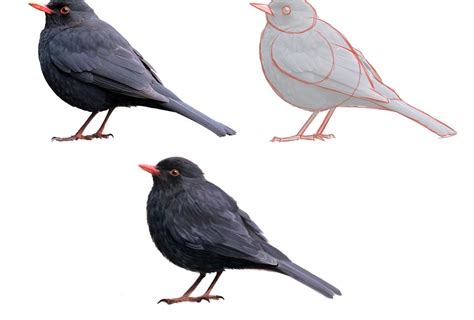 Learn To Draw Daily Practices To Improve Your Drawing Skills