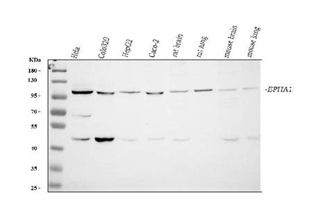 Anti Eph Receptor A1epha1 Antibody
