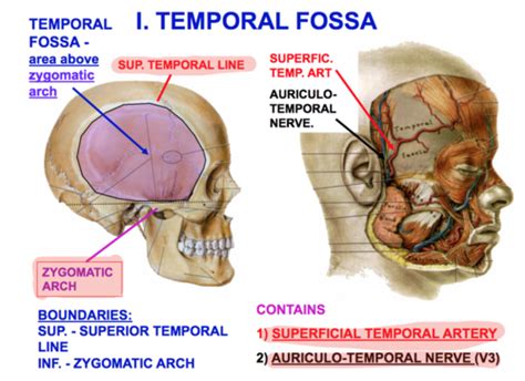 Temporal Region Flashcards Quizlet