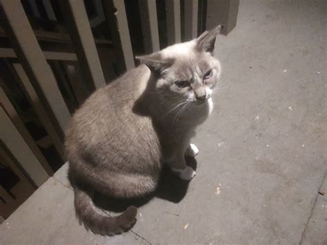 Mama Kitty In The Light By Saeedferrari2k9 On Deviantart