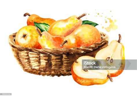 신선한 잘 익은 빨간 노란색 꿀 배 과일 바구니 흰색 배경에 고립 된 손으로 그린 수채화 그림 가을에 대한 스톡 벡터 아트 및 기타 이미지 Istock