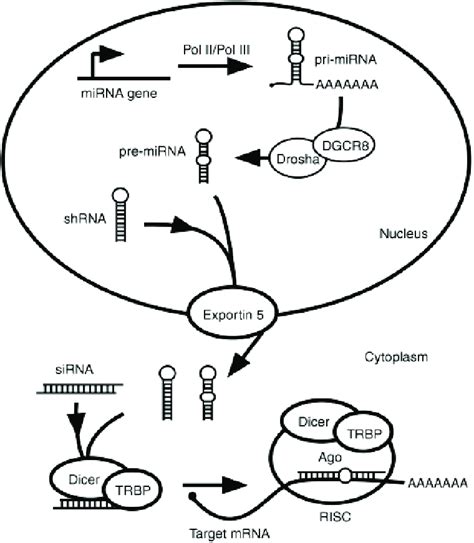 Mechanism Of RNA Interference Schematic Representation According To Download Scientific