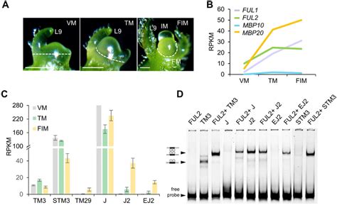 Gene Expression Dynamics In The Primary Shoot Meristem A Manual Download Scientific Diagram