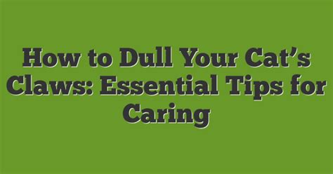 How To Dull Your Cats Claws Essential Tips For Caring