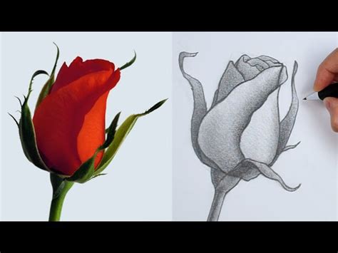 Free Video How To Draw Flowers Using Basic Shapes From RapidFireArt Class Central
