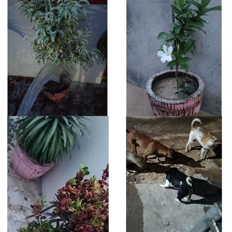 Tusar Kar On Linkedin Lifelines 💕