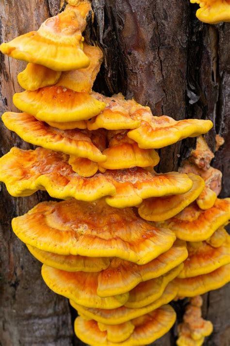 Fungus On Tree Stump Stock Photo Image Of Growth Fungi 163604210