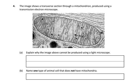 Cell Structure Questions Biology Higher Leaving Certificate Stikleaf