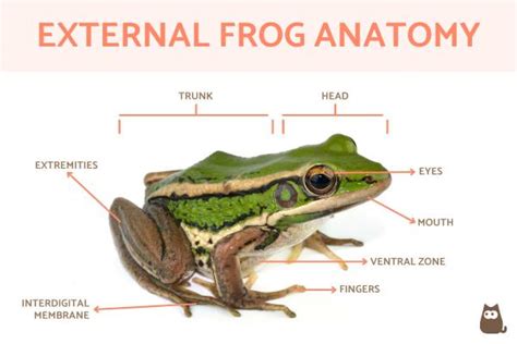 External Features Of Indian Frog With Diagram Chordata