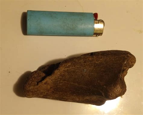 Fossil Bone Identification Help Fossil ID The Fossil Forum