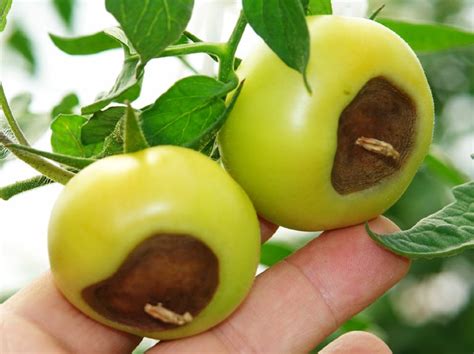 Comment Traiter Et Prévenir Le Cul Noir De La Tomate